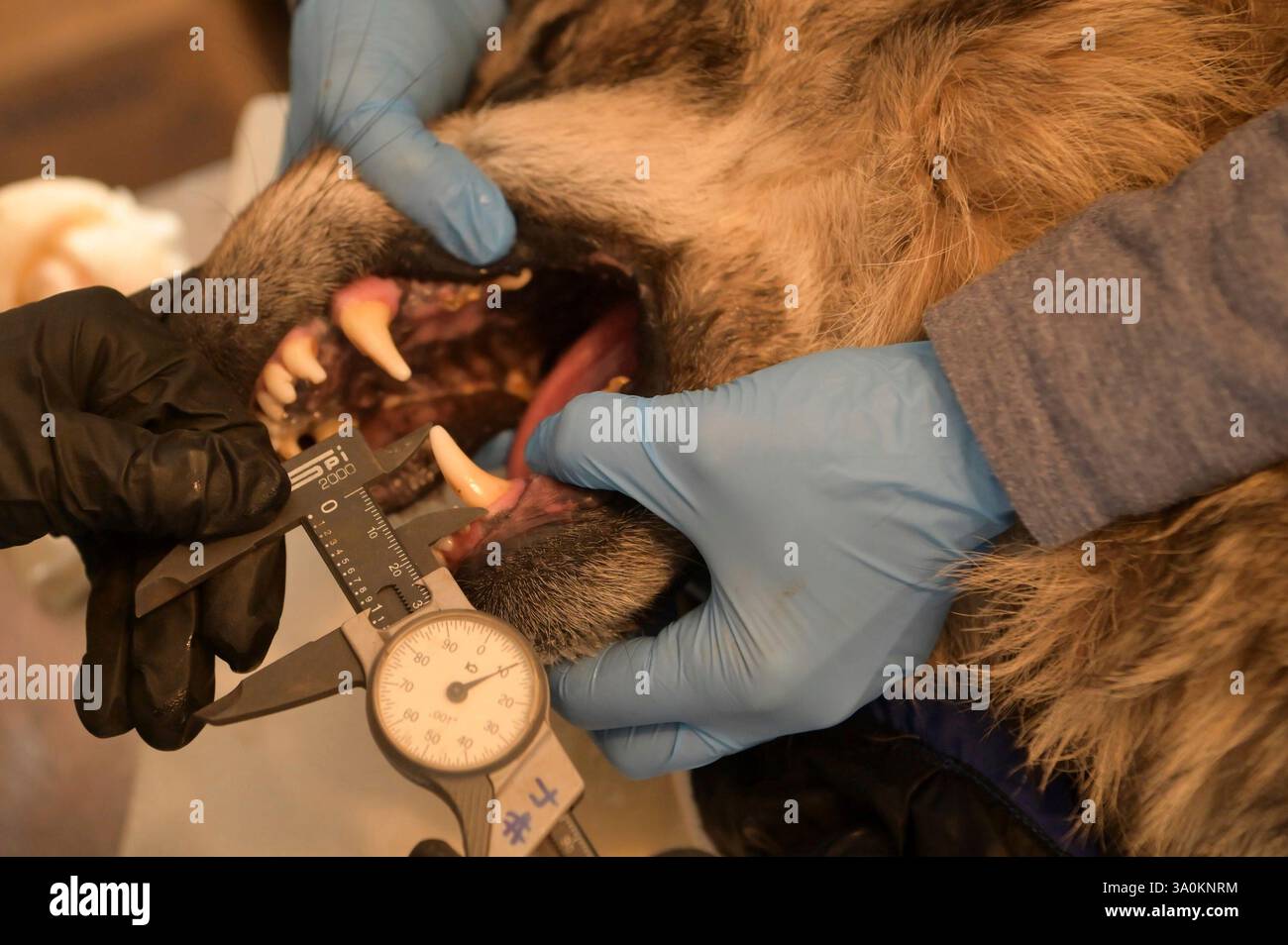 This Jan. 30, 2025, image provided by the Arizona Game and Fish ...