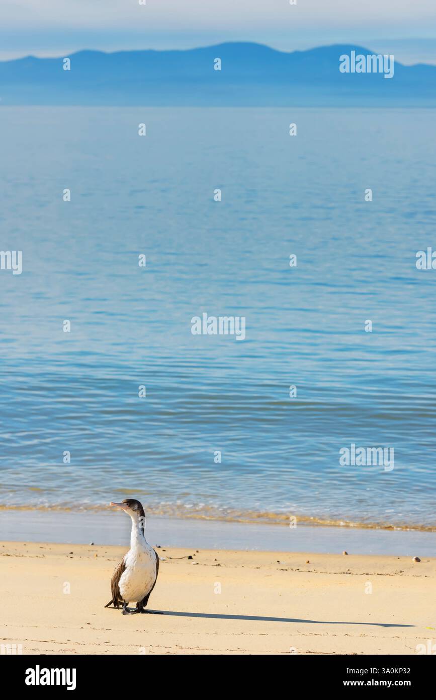New Zealand Pied Shag on seashore, Abel Tasman National Park, Nelson ...