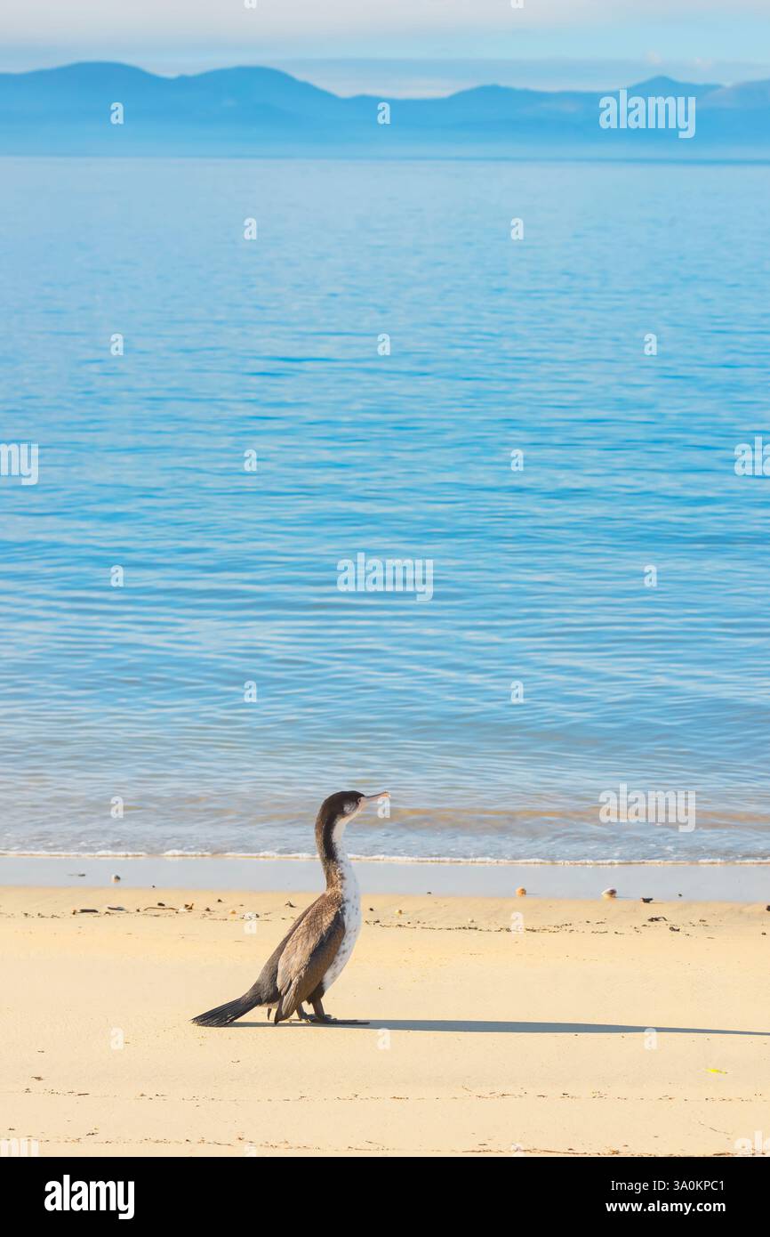 New Zealand Pied Shag on seashore, Abel Tasman National Park, Nelson ...