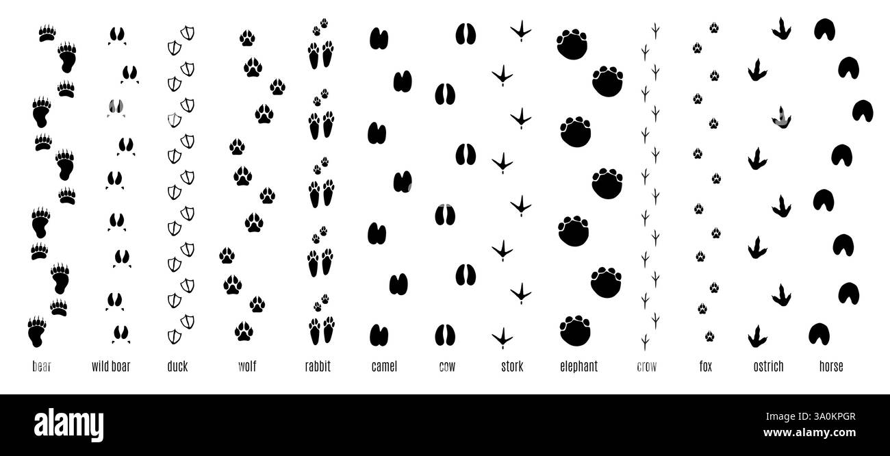 Animals footprint tracks. Chains of paw prints. Wild fauna creatures and birds trails. Black ...
