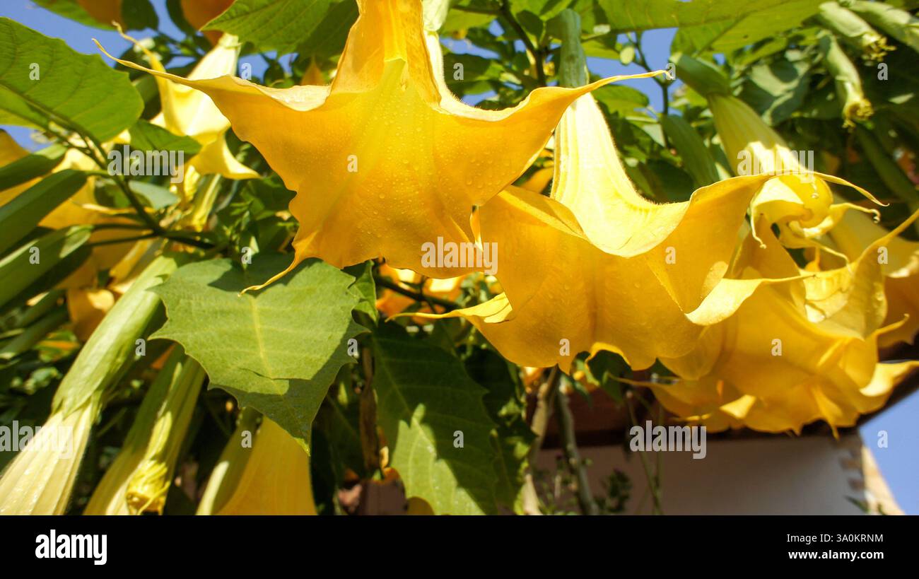 Yellow pink Brugmansia versicolor or angels trumpets in the family ...