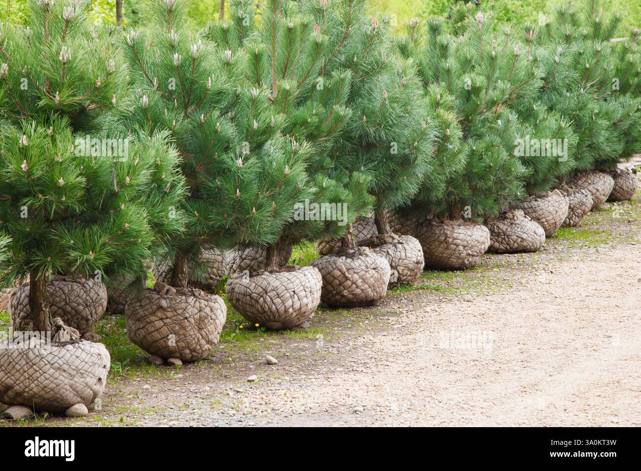 Small trees in pots hi-res stock photography and images - Alamy