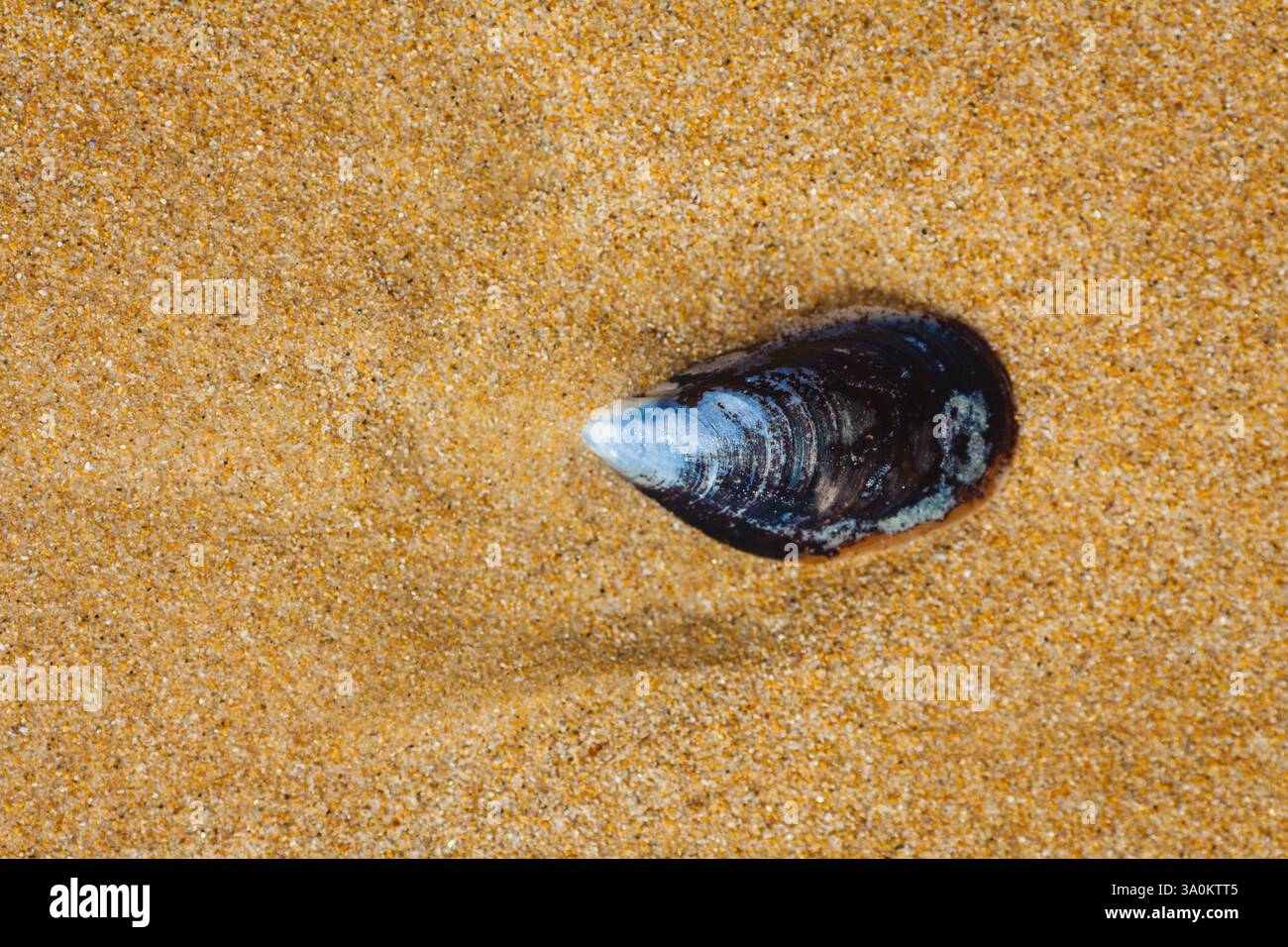 This close-up photo focuses on a single dark seashell embedded in fine ...