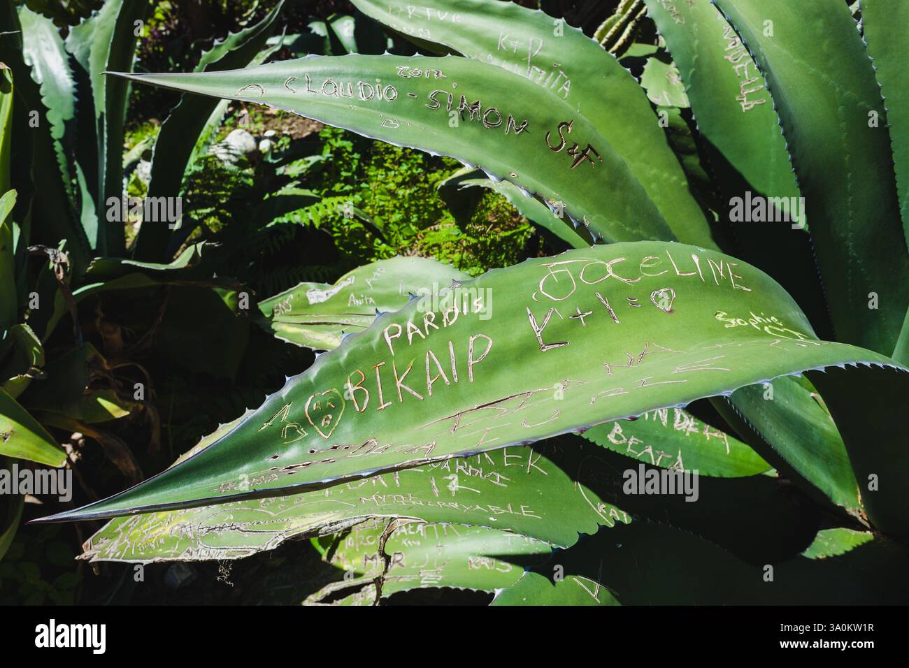 a close-up of large, spiky green agave leaves covered with numerous ...