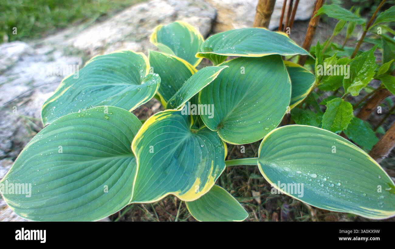 Green plant Hosta sieboldiana or plantaginea or Siebolds plantain lily ...