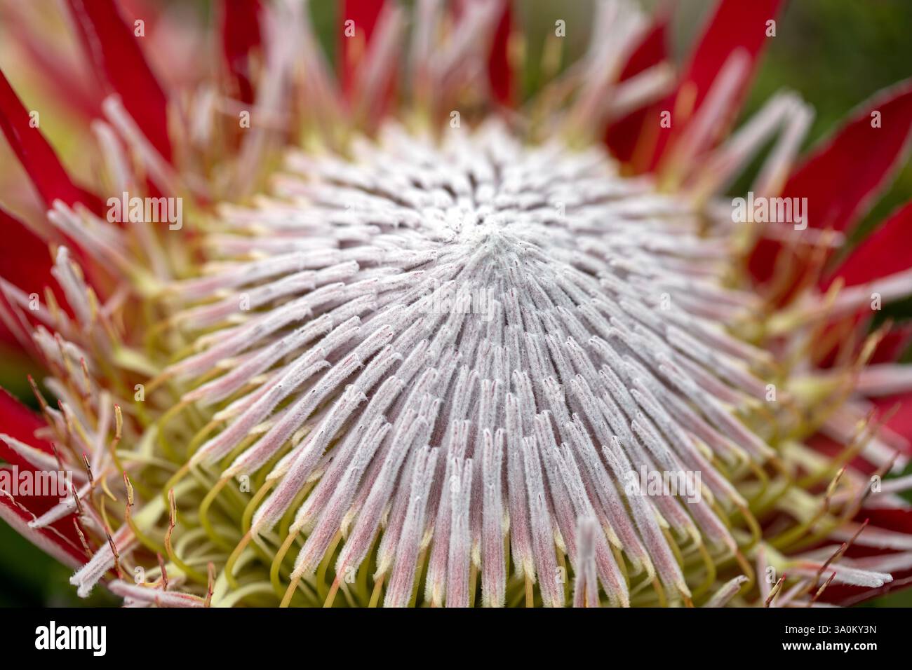 Protea flower hi-res stock photography and images - Alamy