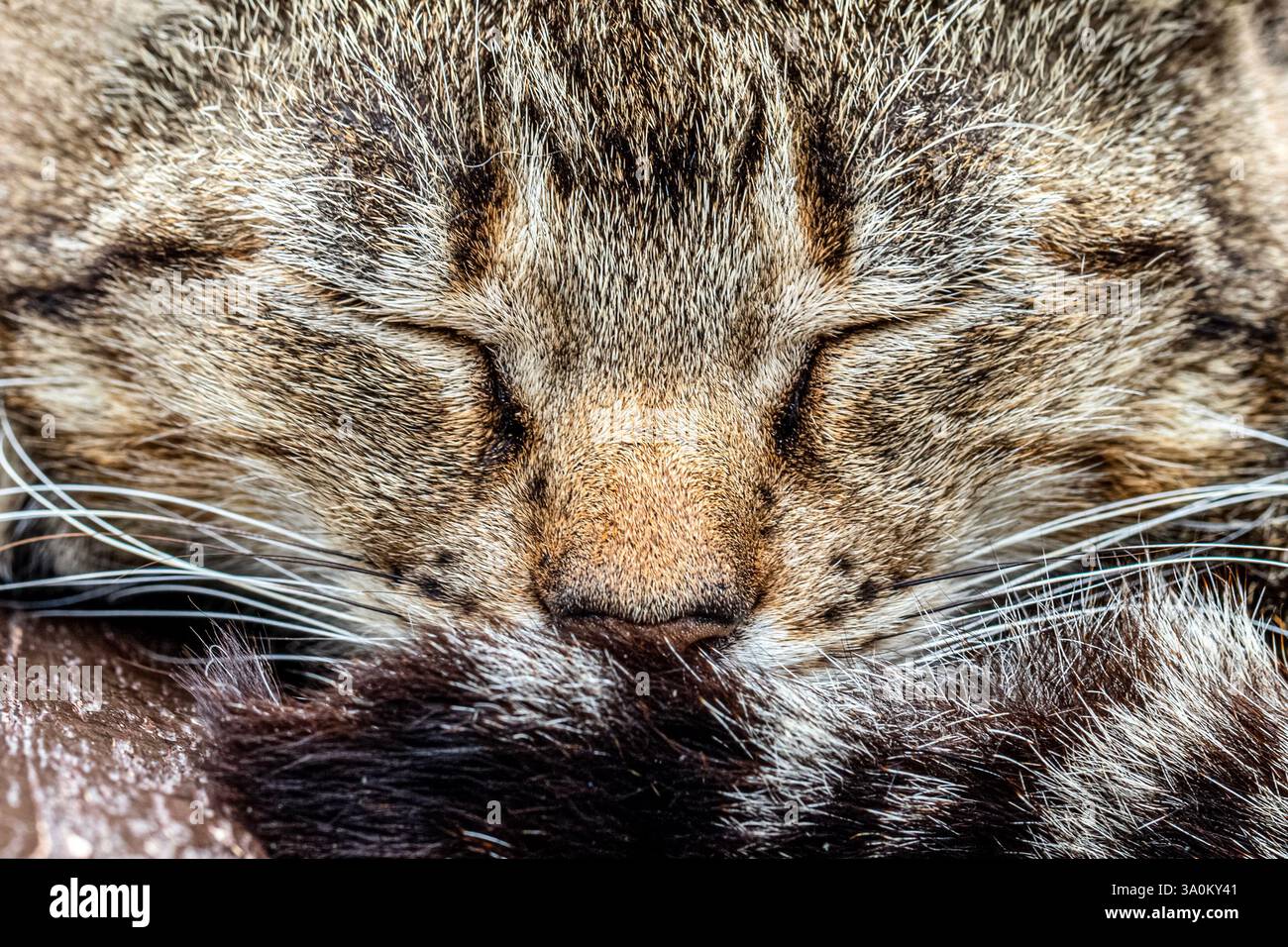 Portrait tabby cat sleeping hi-res stock photography and images - Alamy