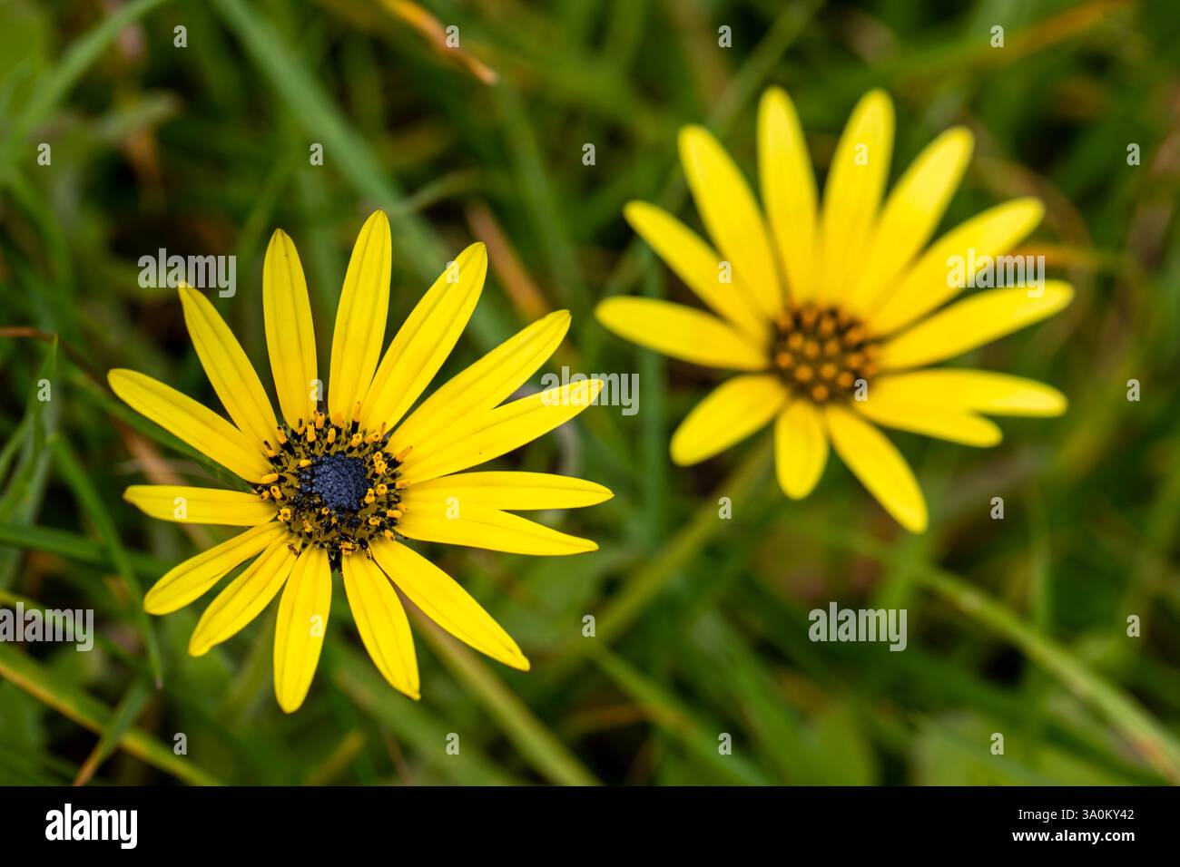 Closeup yellow daisies bloom hi-res stock photography and images - Alamy