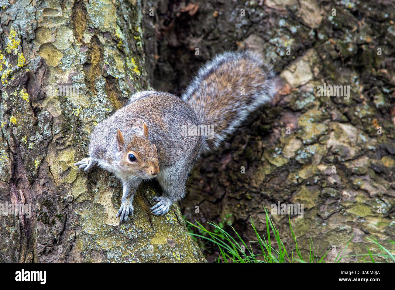 Grey squirrel in woodland setting hi-res stock photography and images ...