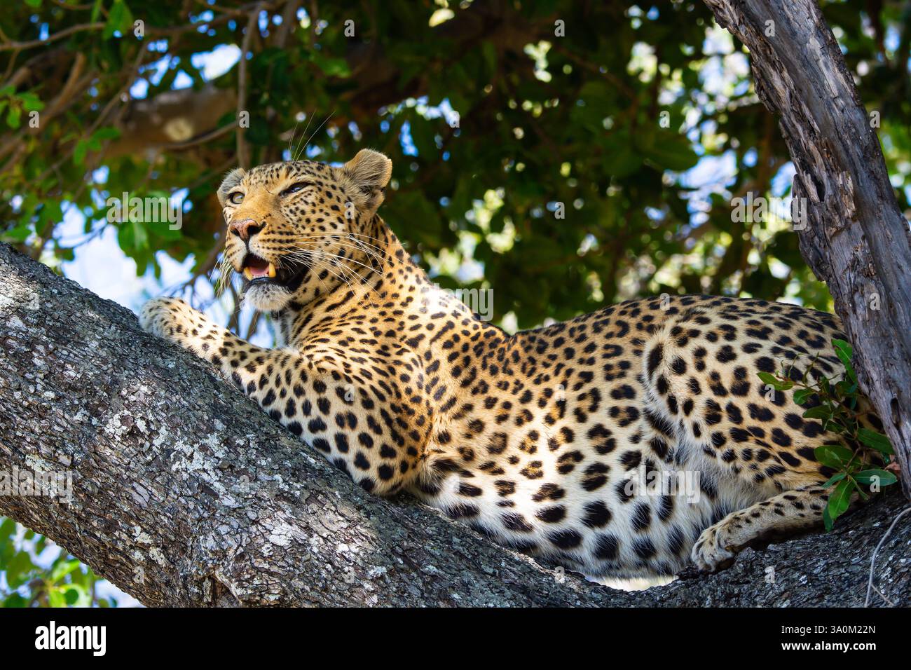 African Leopard (Panthera pardus) with injured eye resting in tree in ...