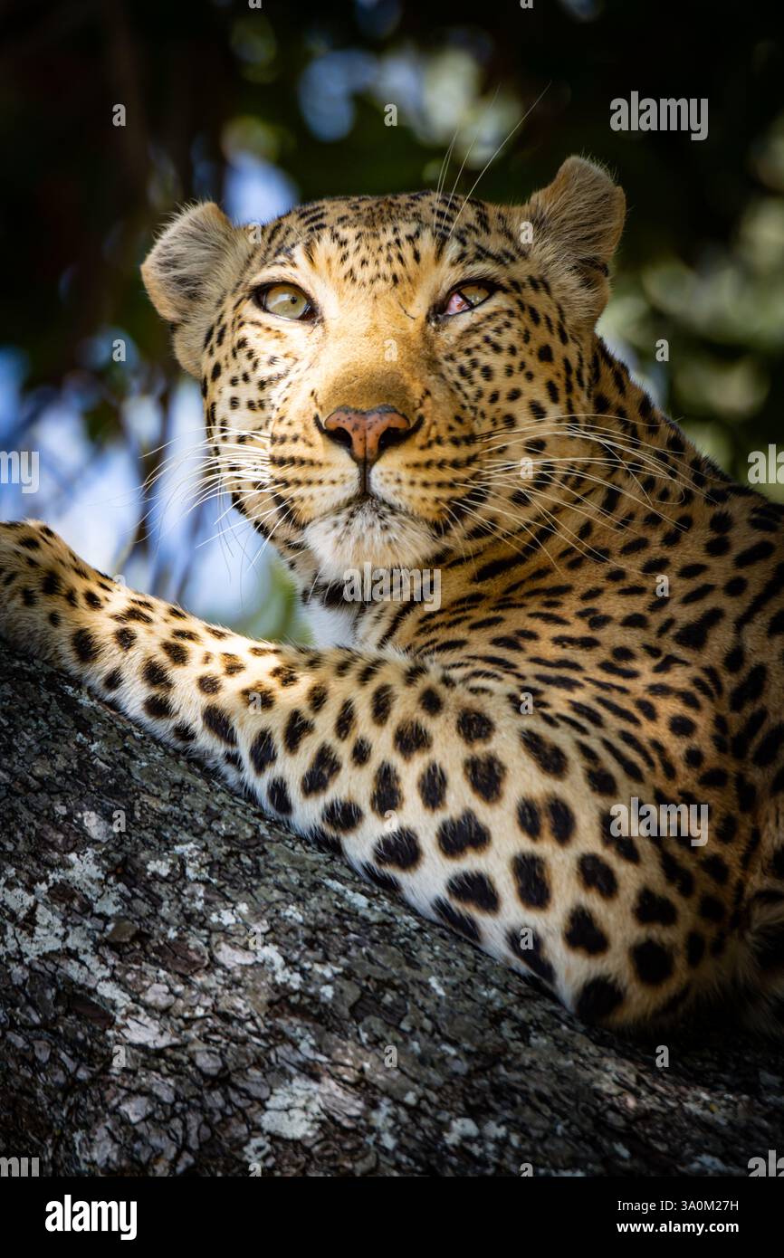 African Leopard (Panthera pardus) with injured eye resting in tree in ...
