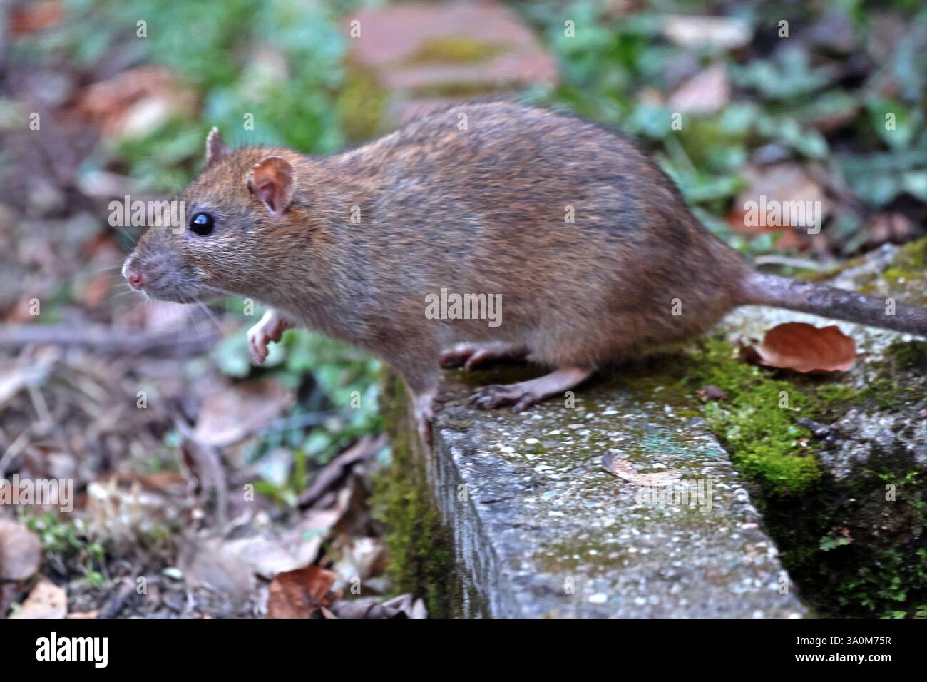 Ratten in der Landschaft Eine Wanderratte läuft auf der Suche nach ...