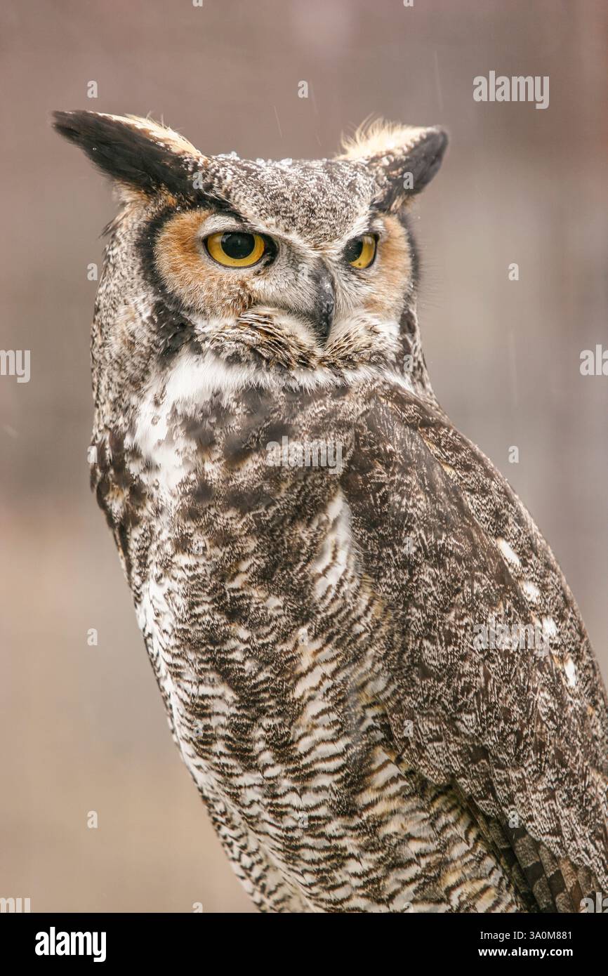 Steady stare from Great Horned Owl, Bubo virginianus, in winter with ...