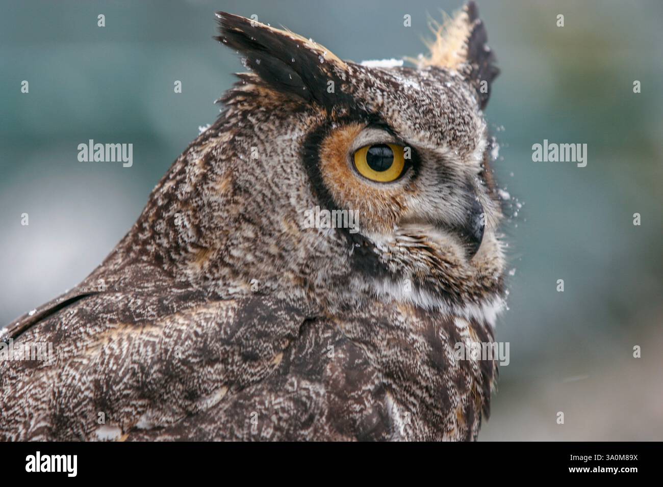 Steady stare from Great Horned Owl, Bubo virginianus, in winter with ...