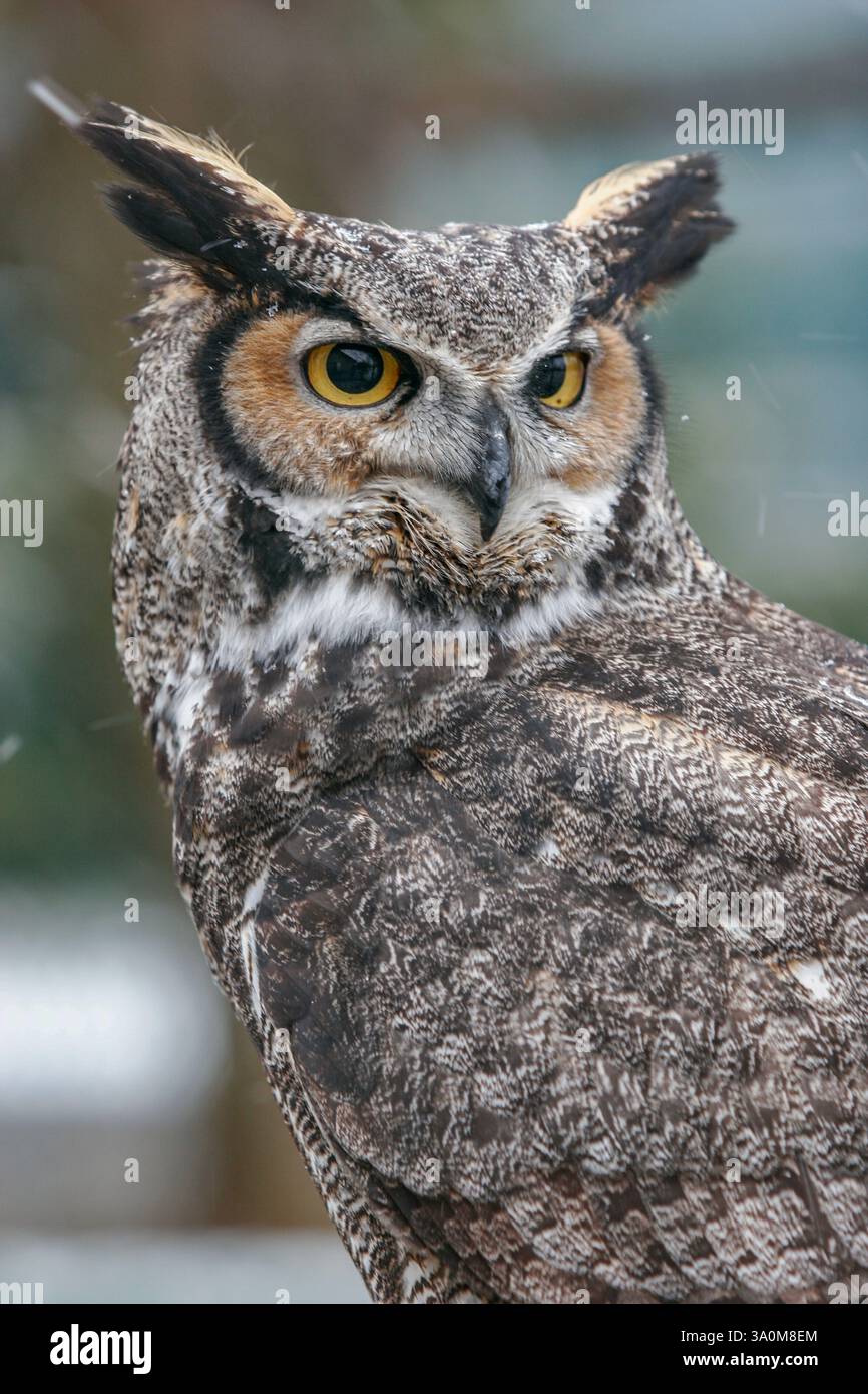 Steady stare from Great Horned Owl, Bubo virginianus, in winter with ...
