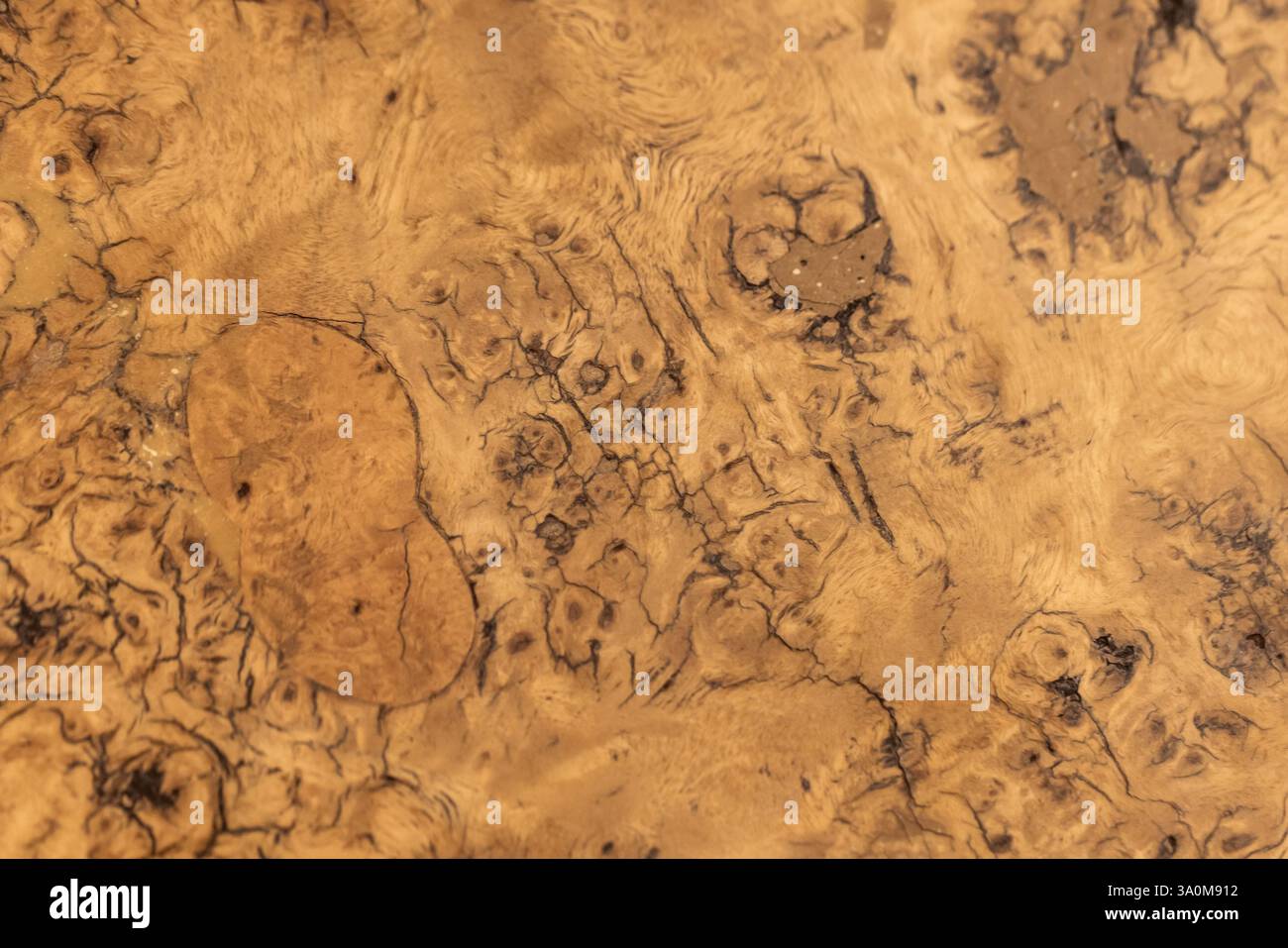 Burl wood showcasing its rich patterns and deep grains, offering ...