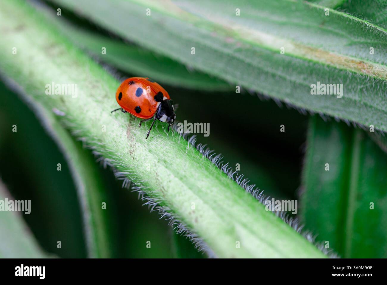Red Ladybug Crawling on Green Leaf with Fine Hairs Stock Photo - Alamy