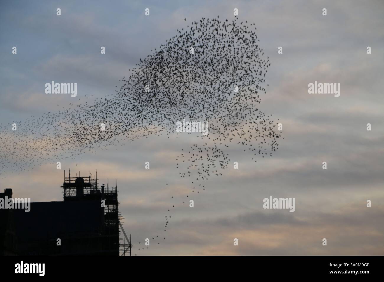 Uk murmuration 2025 hi-res stock photography and images - Alamy