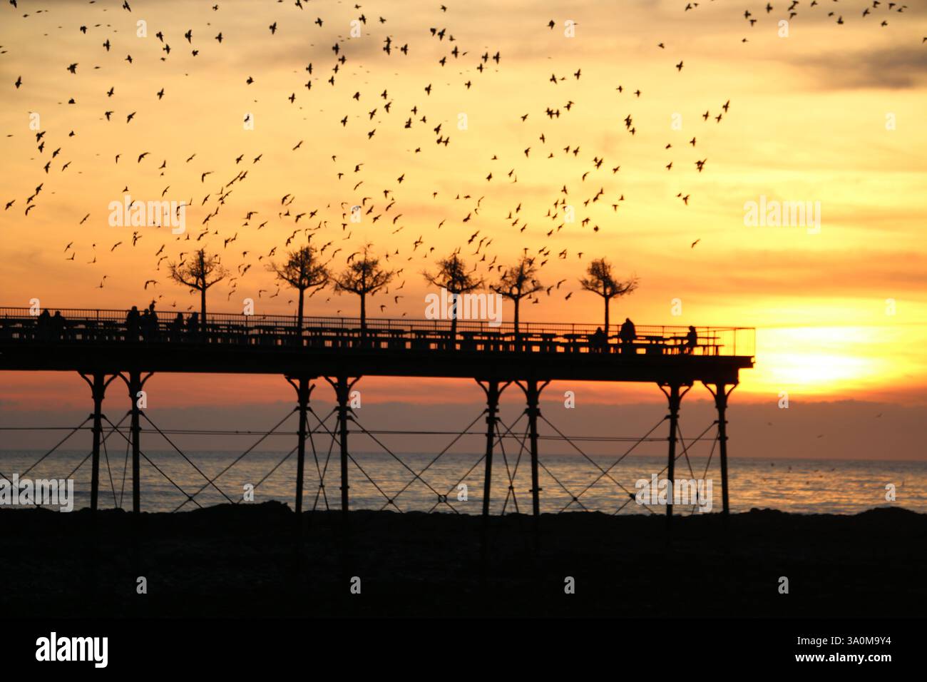 Uk murmuration 2025 hi-res stock photography and images - Alamy