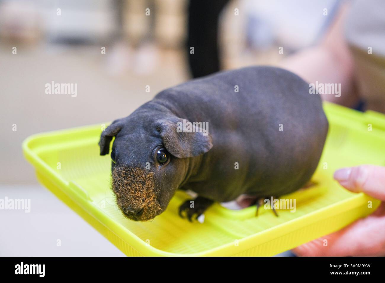 black guinea pig without hair. High quality photo Stock Photo - Alamy