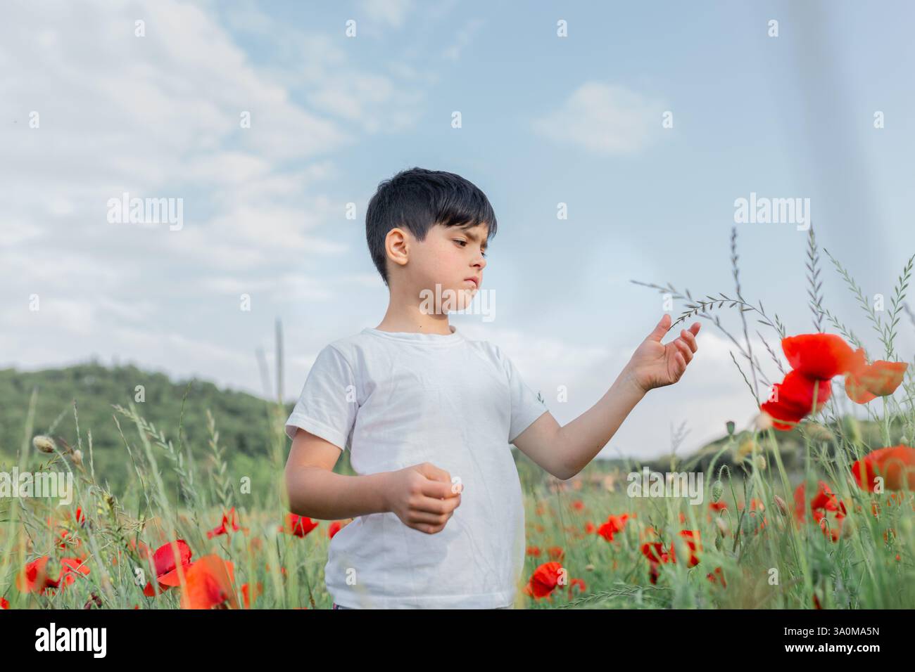 one child standing in a big poppy field watching flowers Stock Photo ...