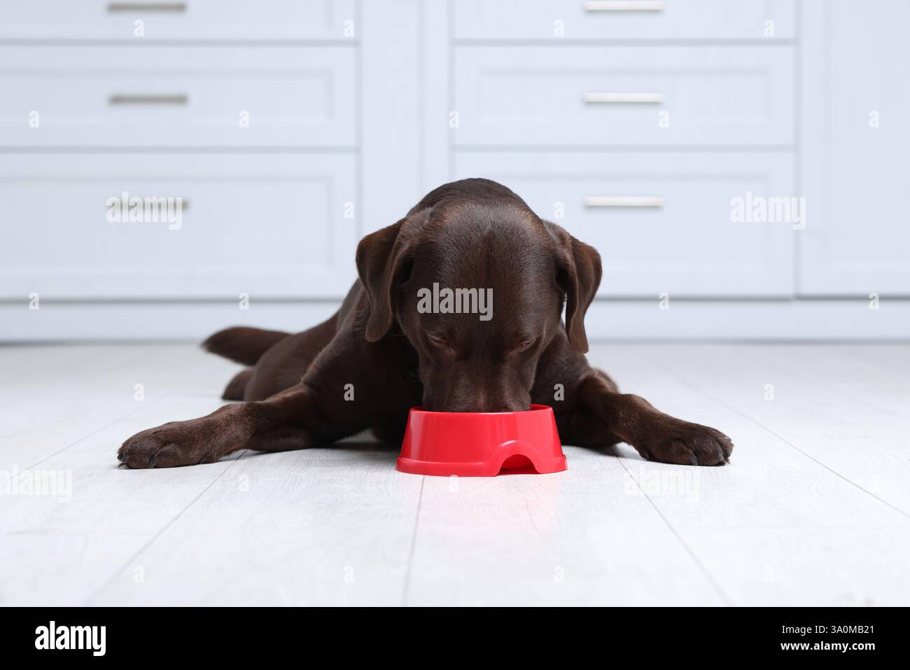 Cute dog eating dry pet food from feeding bowl on floor indoors Stock ...
