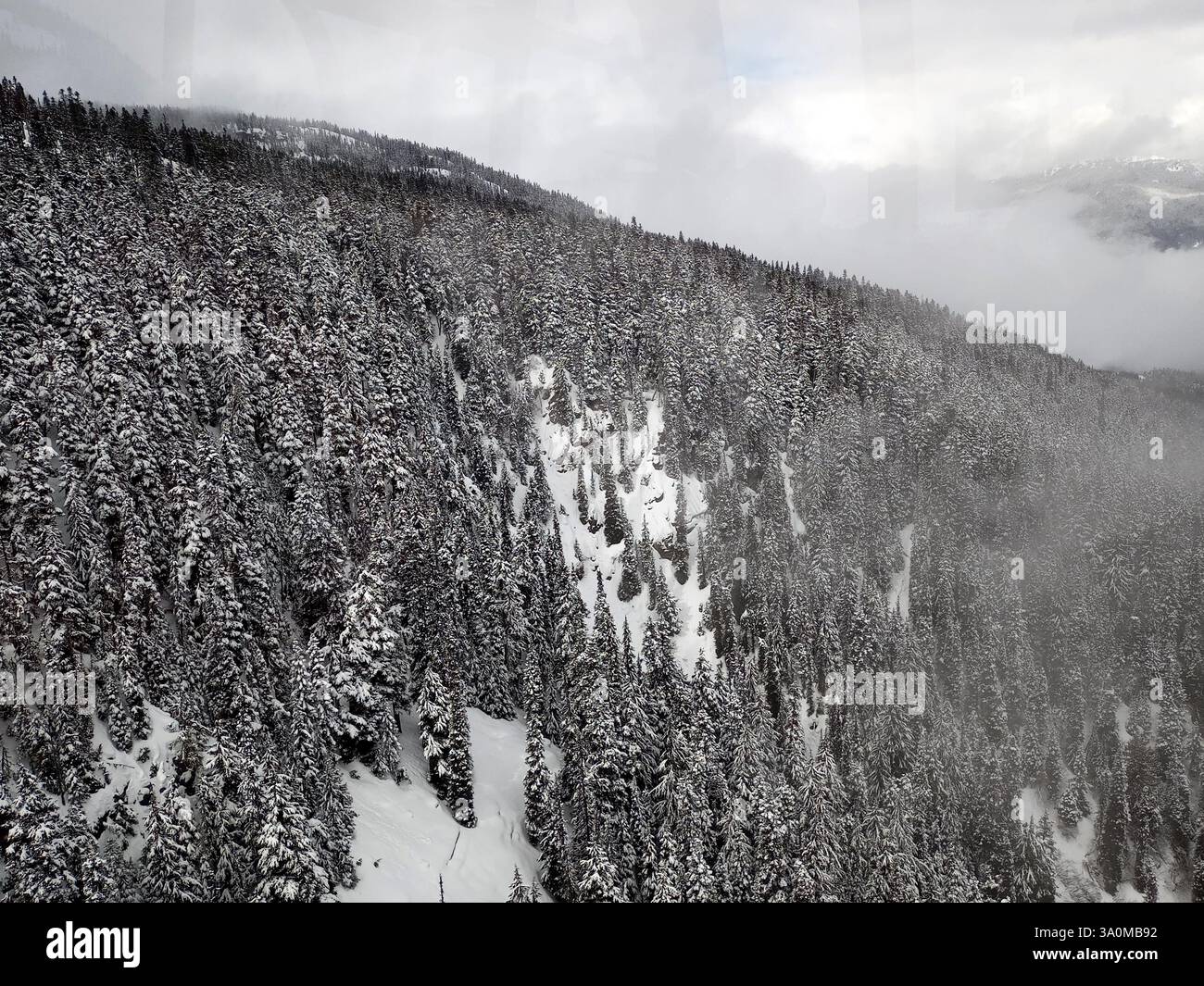 Aerial view of snowy mountains with snow covered pine trees during ...