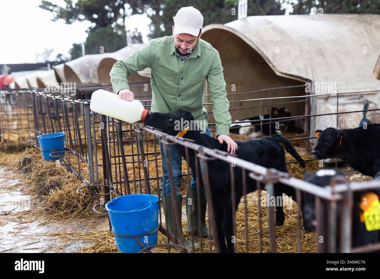 Farmer feeding calves with milk Stock Photo - Alamy