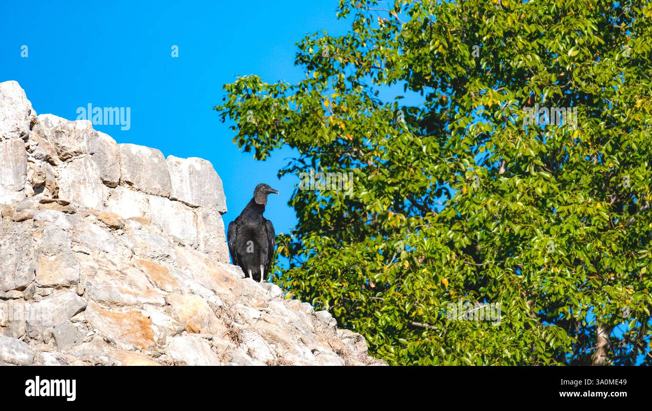Black Vulture (Coragyps atratus), also known as the American Black ...