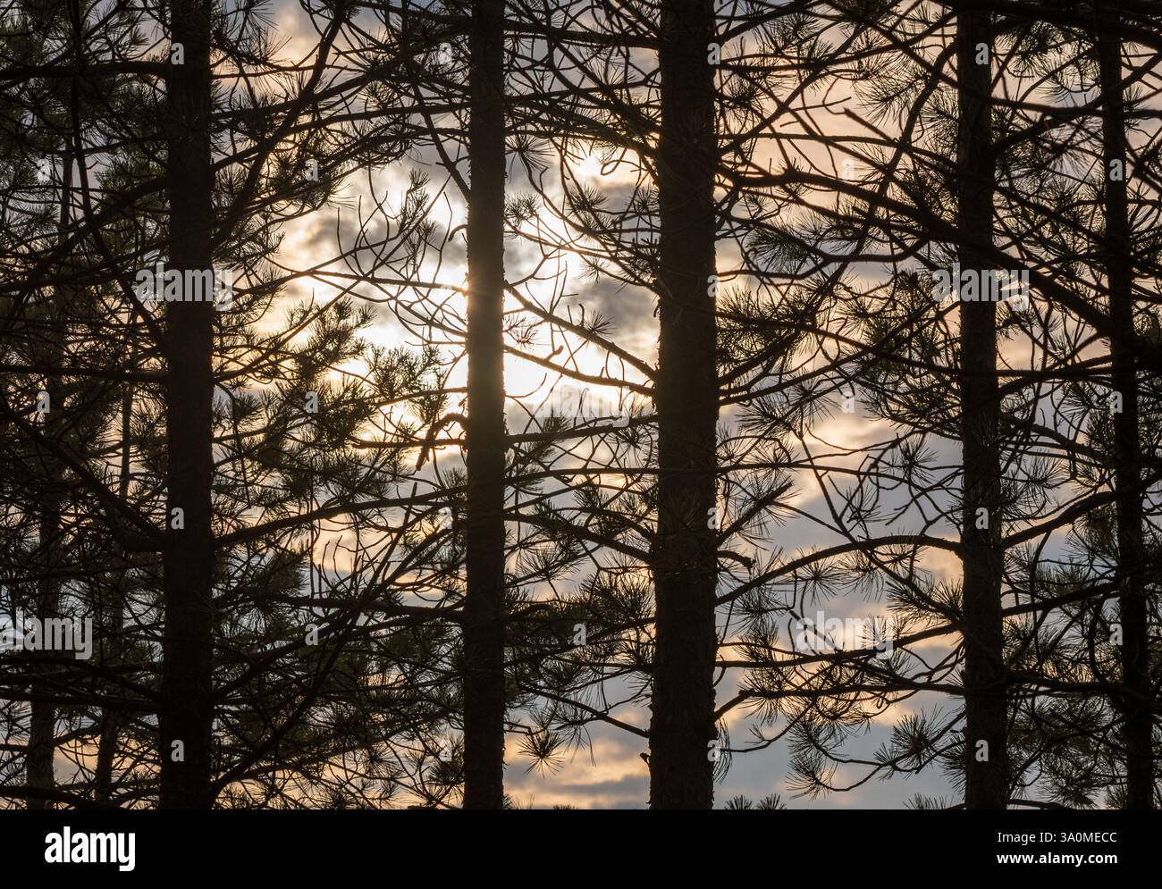 Golden Glow – Sunset Backlight Through Tall Trees Stock Photo - Alamy