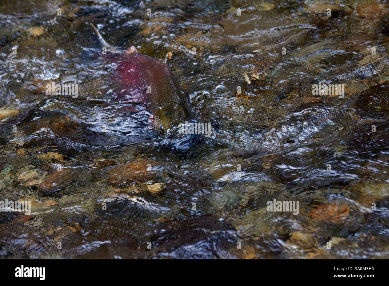 A salmon swims upstream Stock Photo - Alamy
