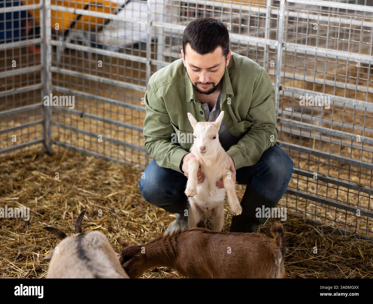 Man playing with young goat kids hi-res stock photography and images ...