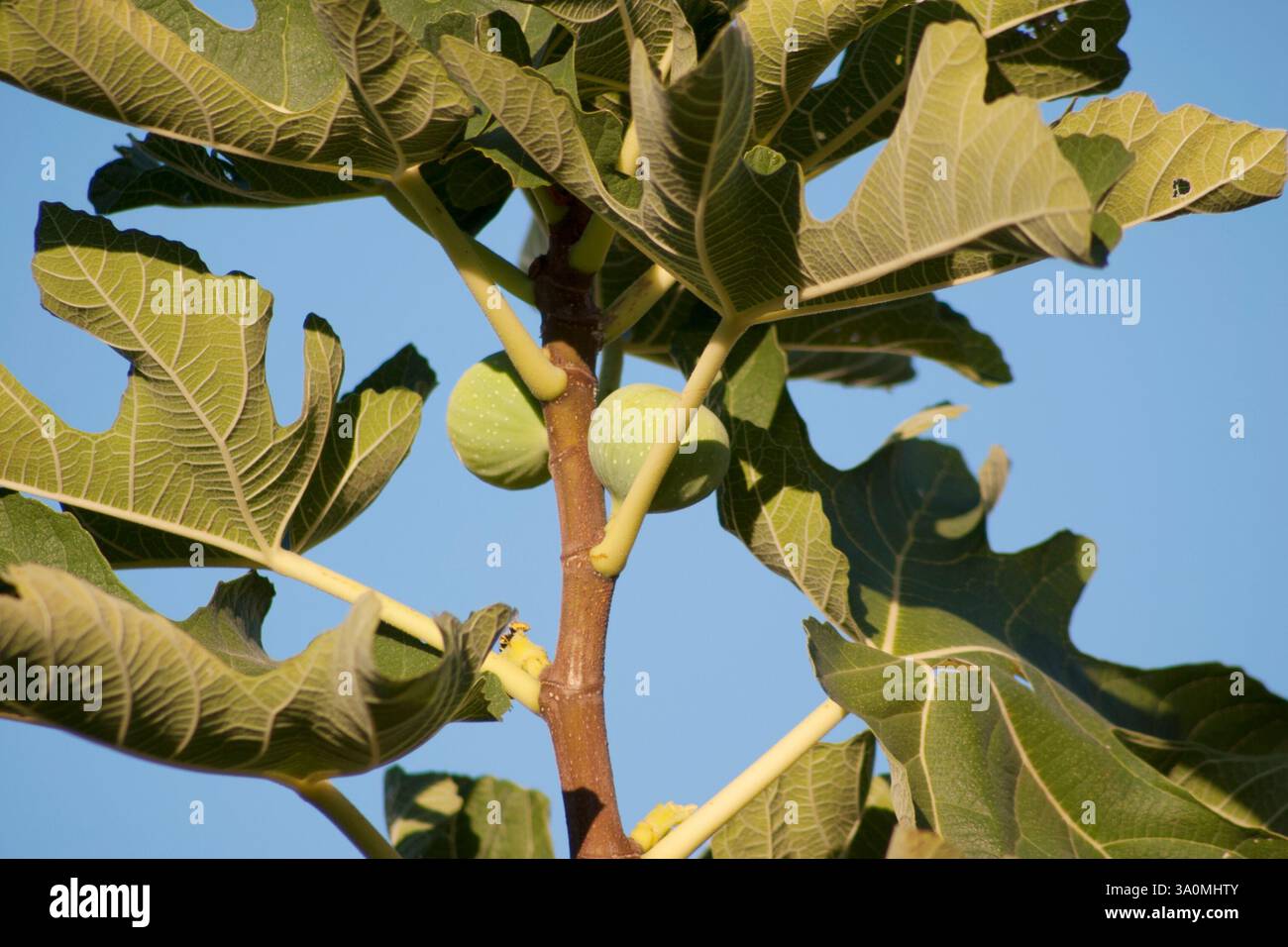 Helthy blue sky hi-res stock photography and images - Alamy