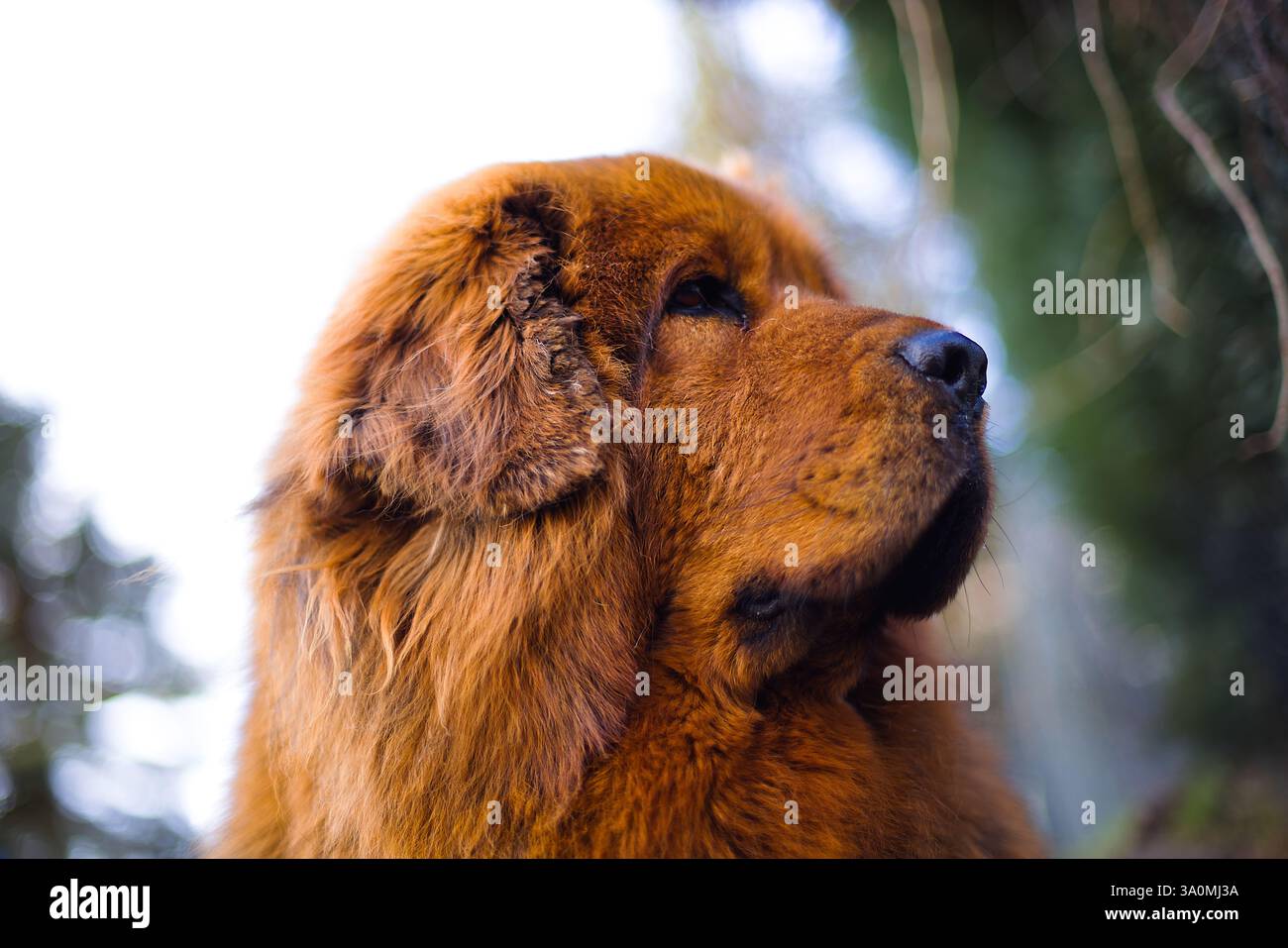 Large red tibetan mastiff rests hi-res stock photography and images - Alamy