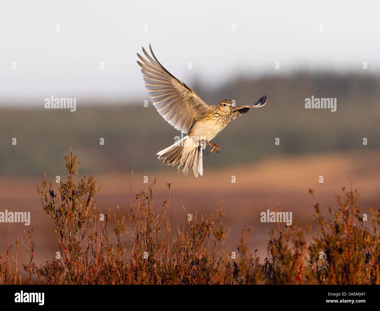 Skylark, Alauda arvensis, Single bird in flight, Wales, March 2025 ...