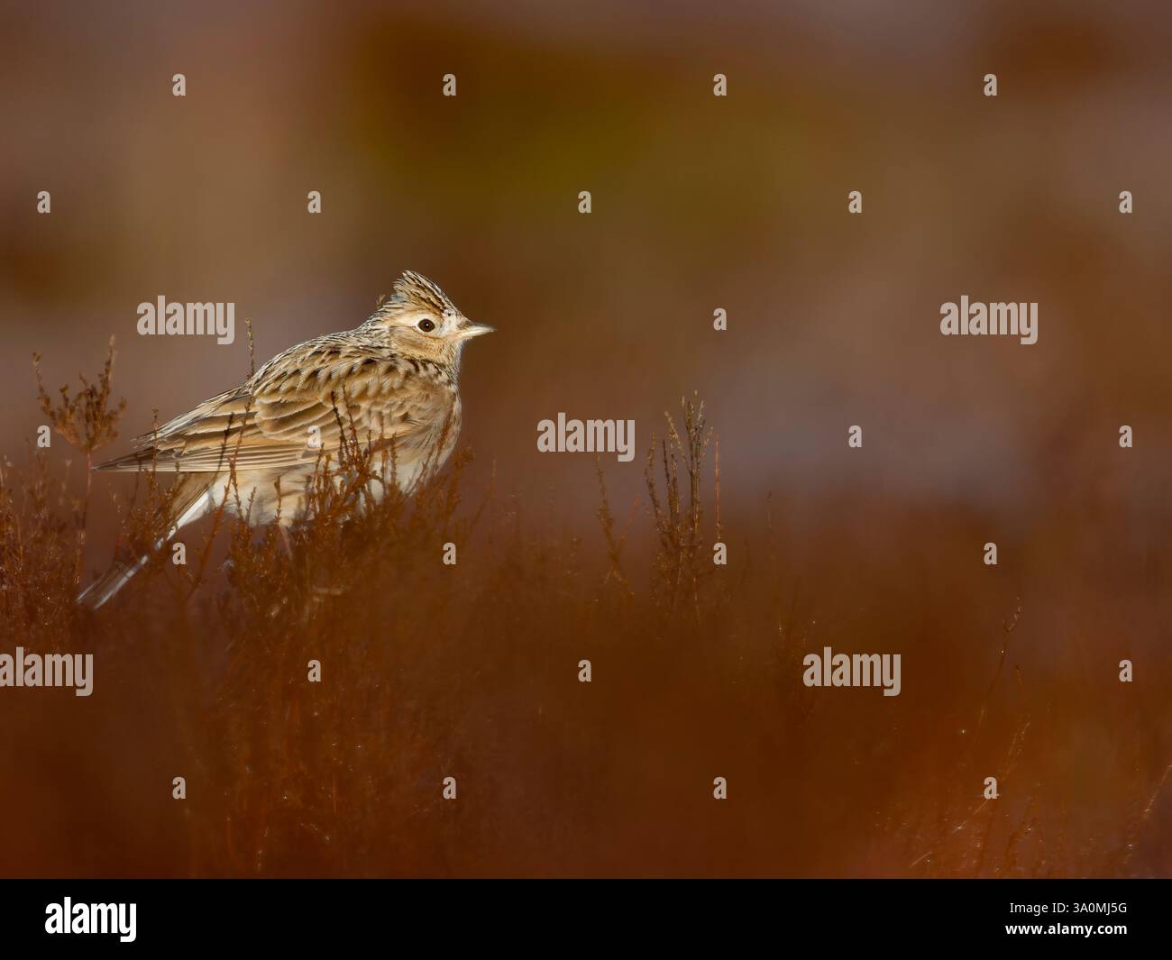 Skylark, Alauda arvensis, Single bird on heather, Wales, March 2025 ...