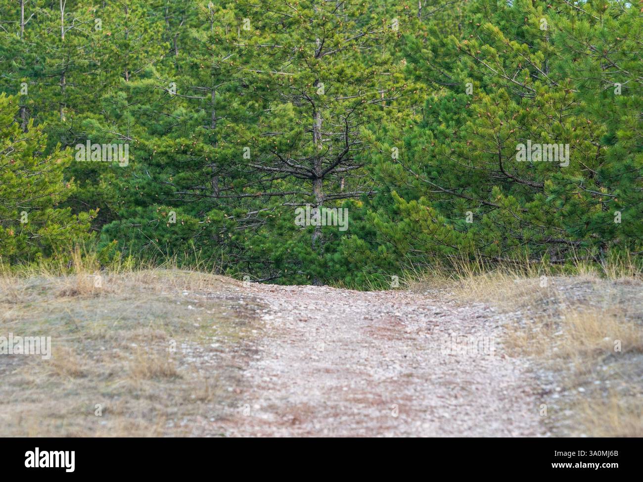 Lush Green Canopy Over Sandy Grass Field Stock Photo - Alamy