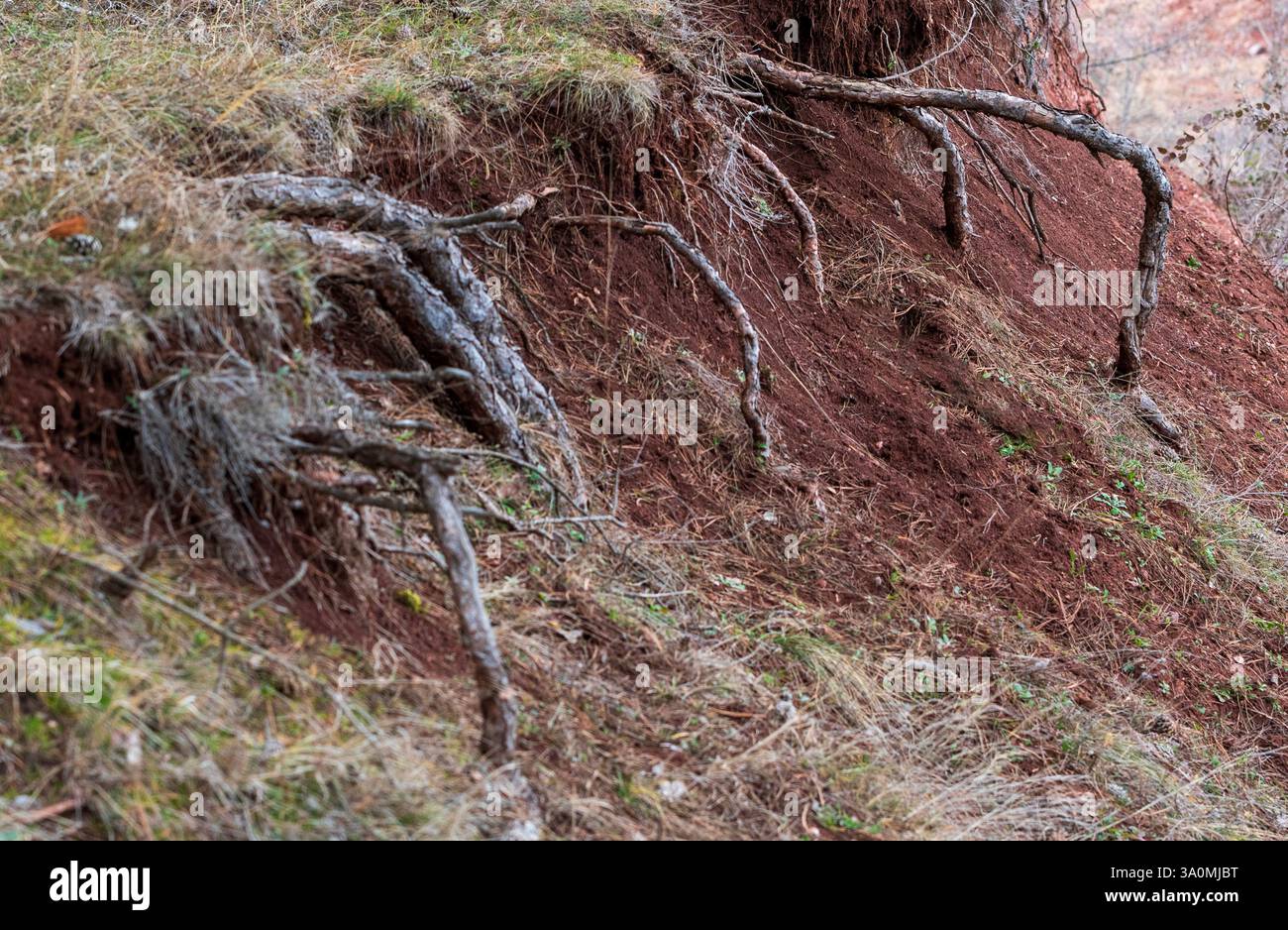 Rooted Strength – Tree Roots in the Forest Stock Photo - Alamy