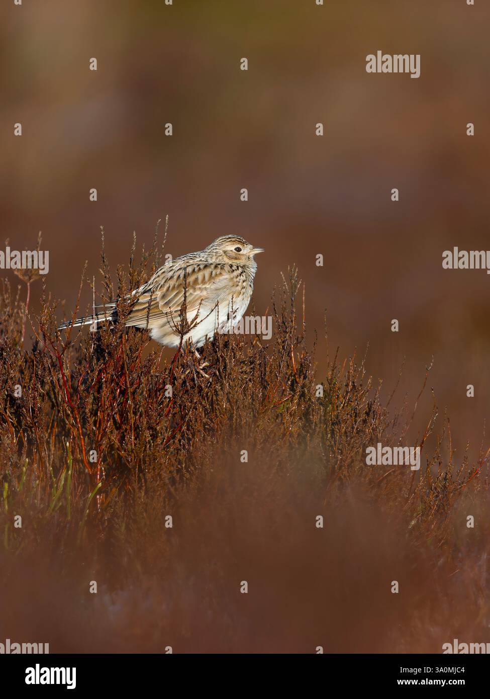 Skylark, Alauda arvensis, Single bird on heather, Wales, March 2025 ...