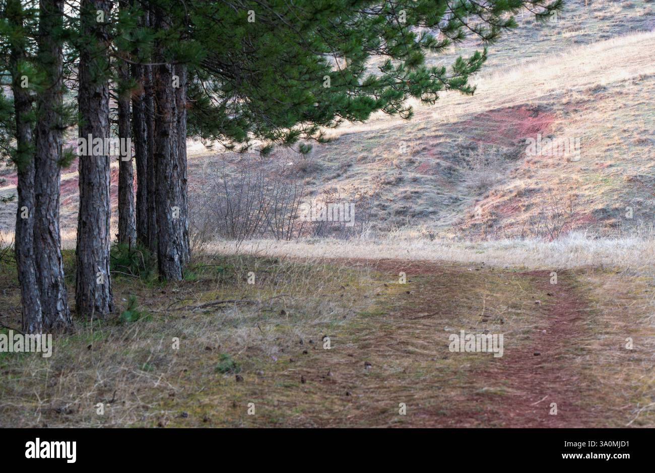 Serene pathway through pine hi-res stock photography and images - Alamy