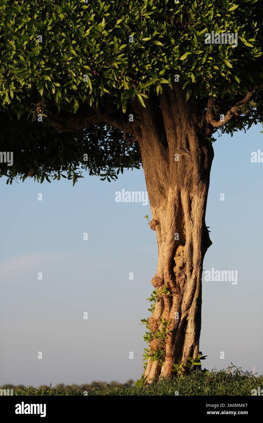 Pine topiary hi-res stock photography and images - Alamy