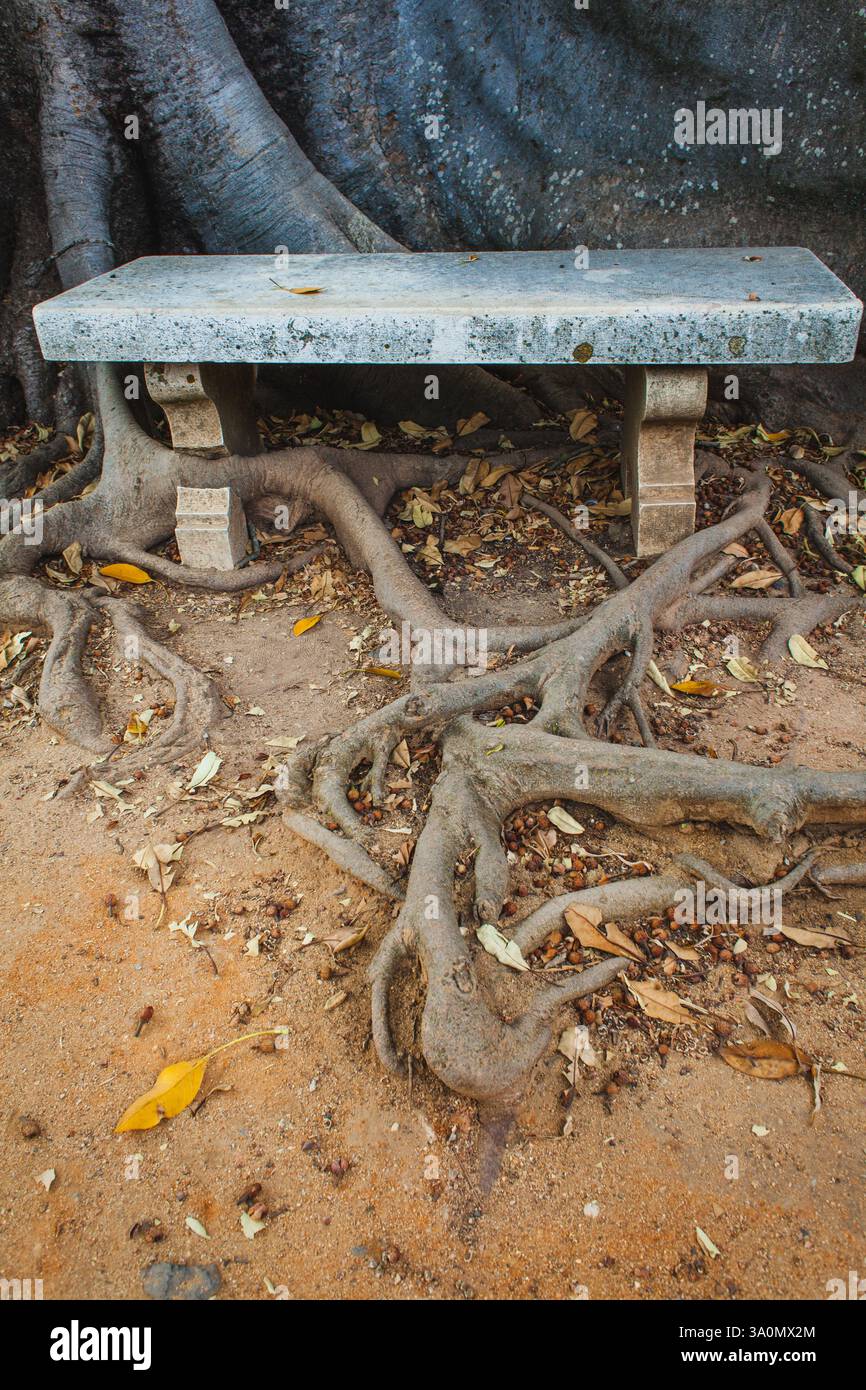 a stone bench at the roots of a big tree in the park of Ajuda Stock ...