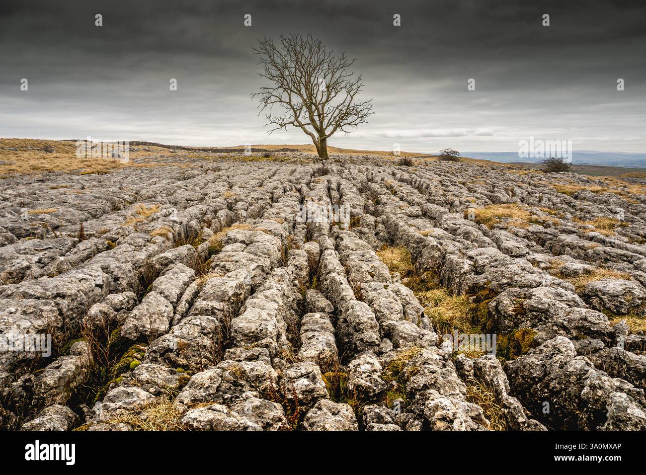 Lone tree at Malham Tarn on the Pennine Way in the Yorkshire Dales ...