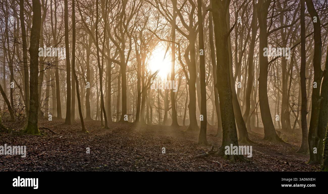 Footpath through beech trees hi-res stock photography and images - Alamy