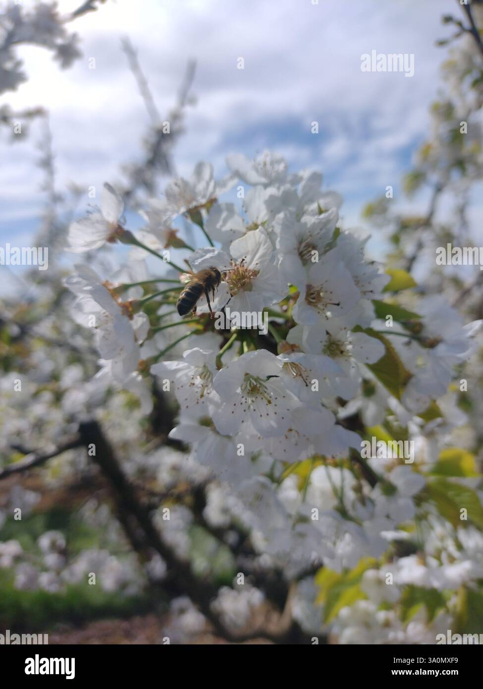 Cherry blossoms with bee gathering pollen. White flowers, spring bloom ...
