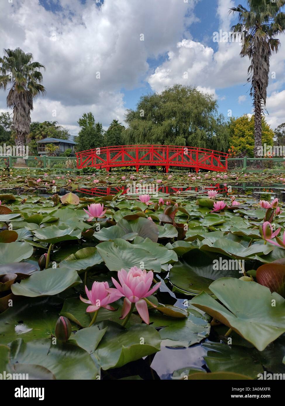 Pink lotus flowers and lily pads in water garden, red bridge in ...