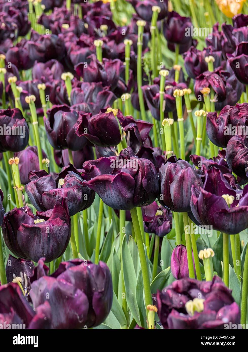 Tulip sheen hi-res stock photography and images - Alamy
