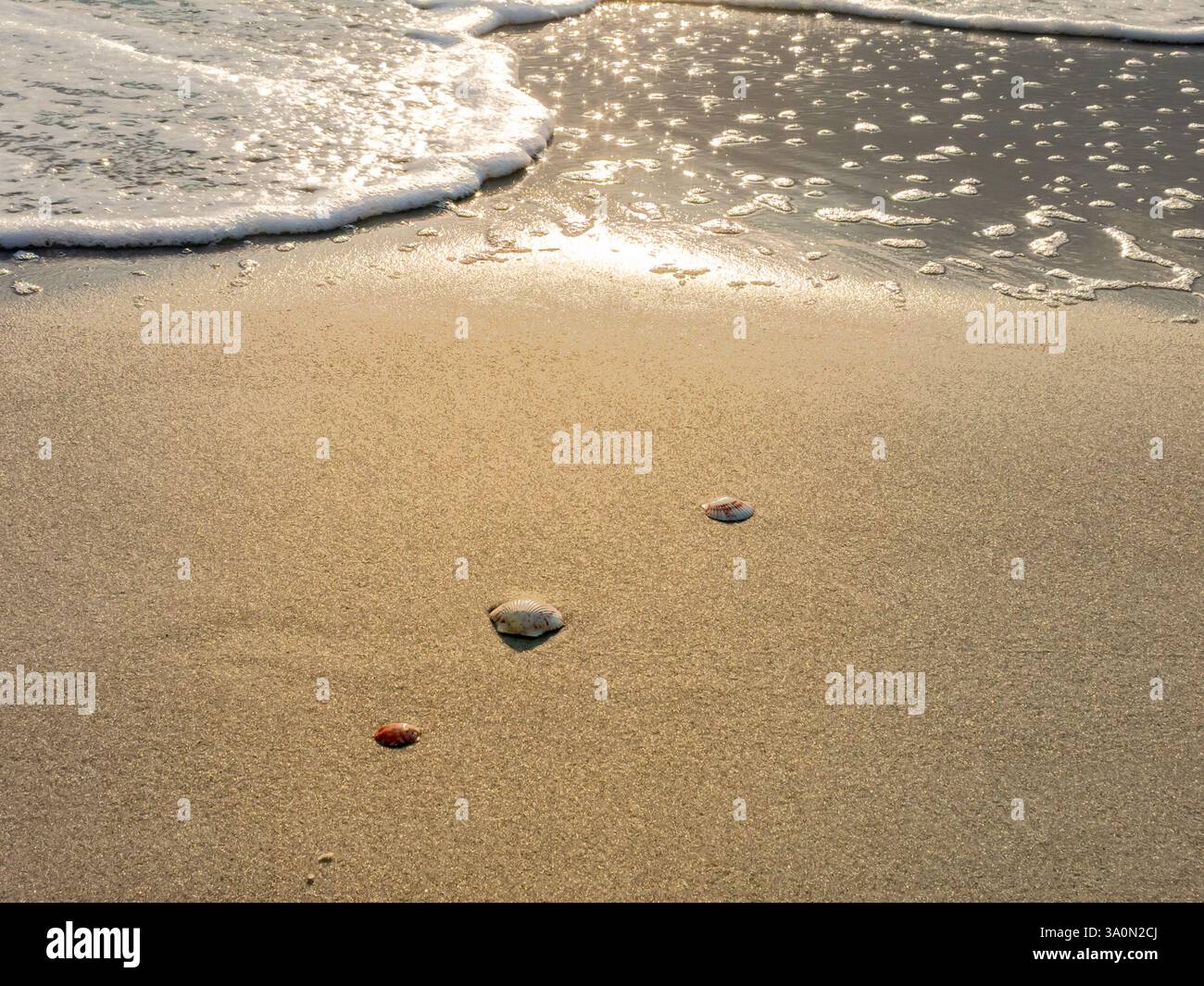 Three small comb shells rest on wet sand as gentle waves roll in ...