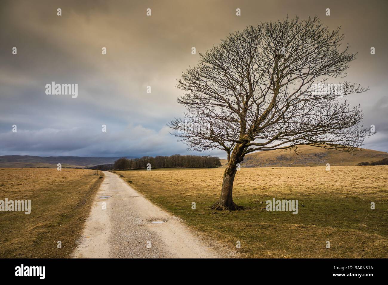 Lone tree at Malham Tarn on the Pennine Way in the Yorkshire Dales ...