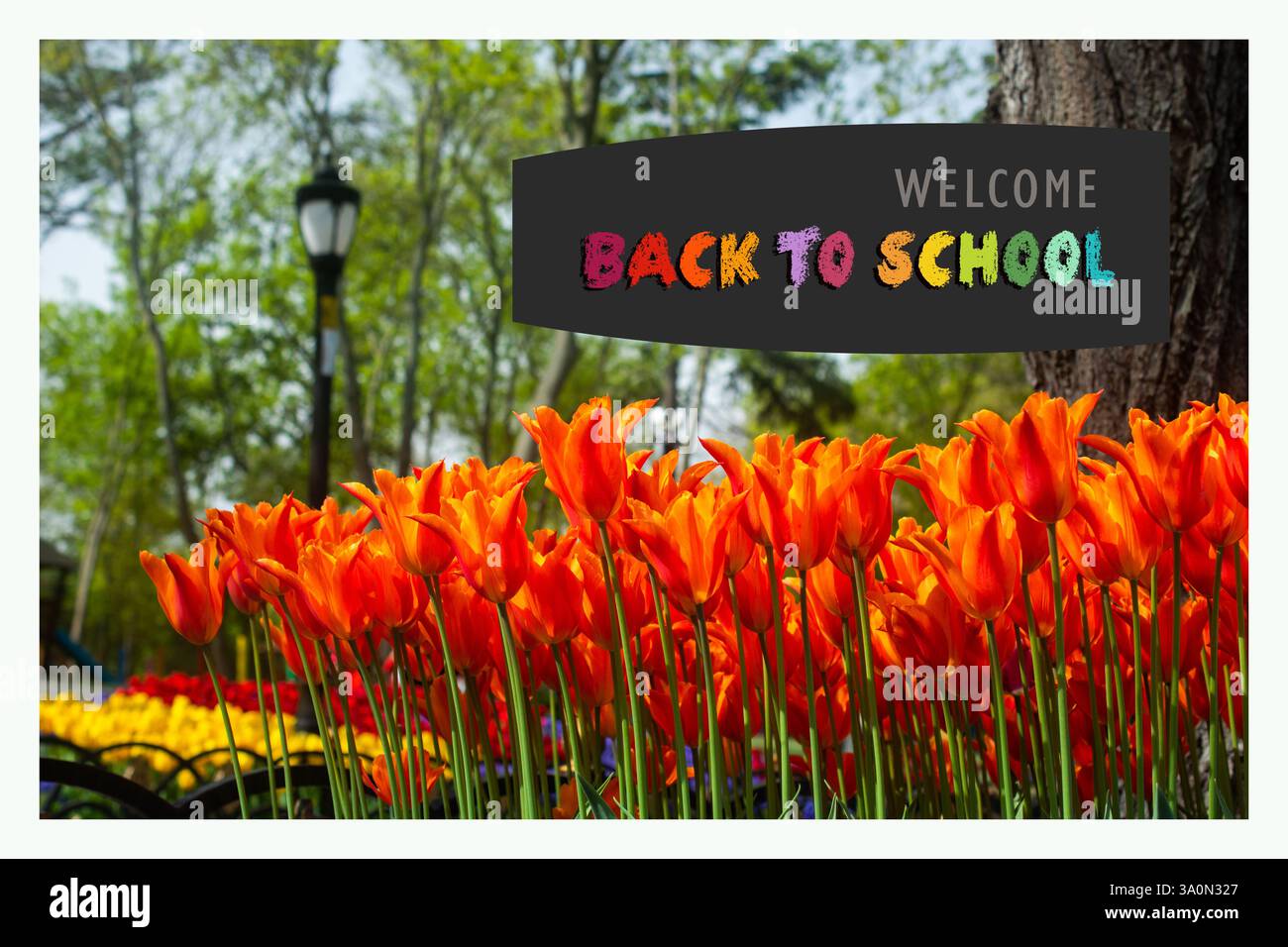 Back to school, education background for invitation, promotion poster ...